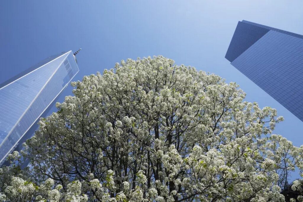 The Resilient Survivor Tree: A Symbol of Hope After 9/11 - Embassy of ...
